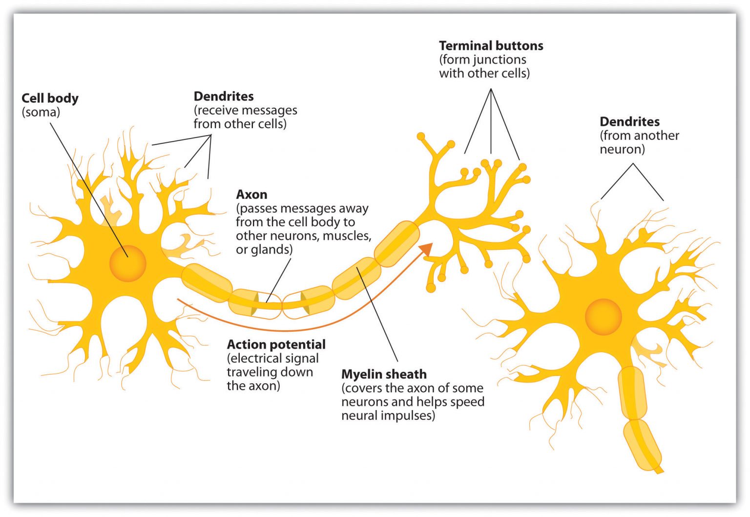 3.1 Neurons, Neurotransmitters, and Hormones – Psychology – 1st ...