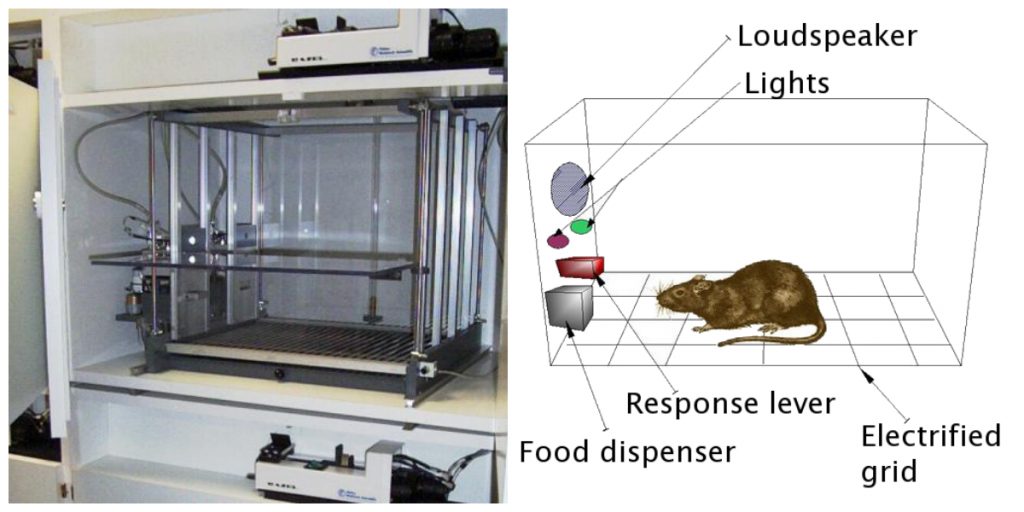6.2 Changing Behaviour Through Reinforcement and Punishment: Operant ...