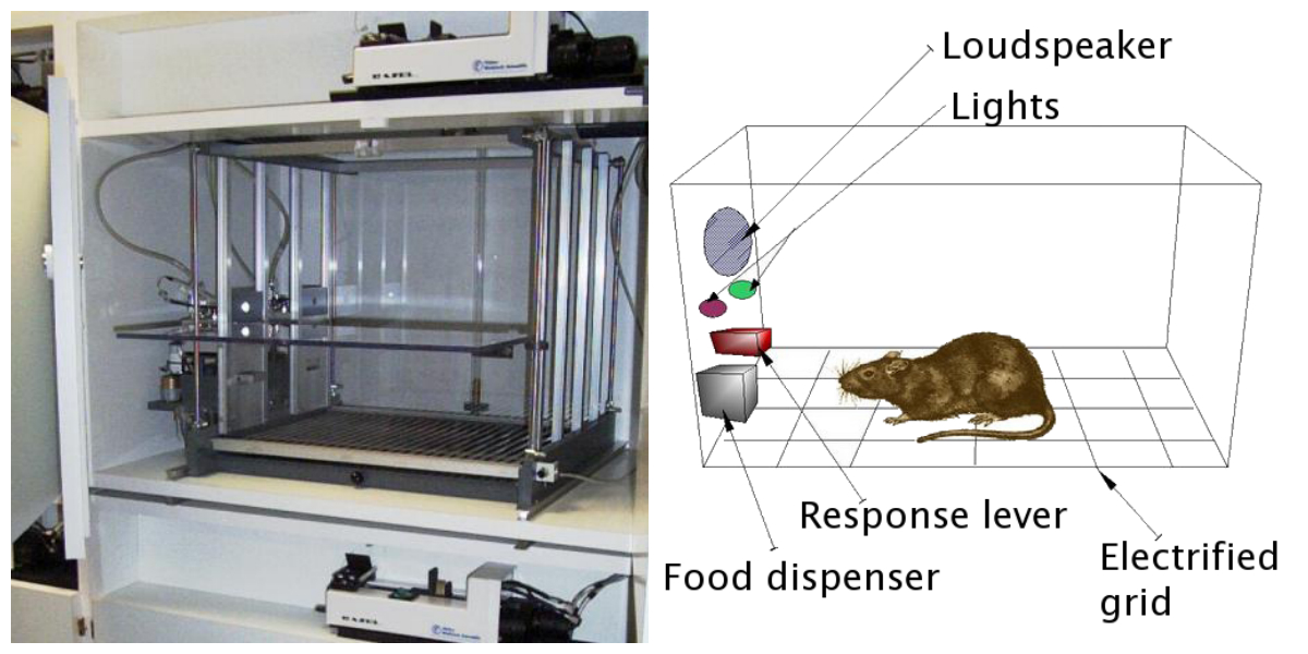 6.2 Changing Behaviour Through Reinforcement and Punishment: Operant ...